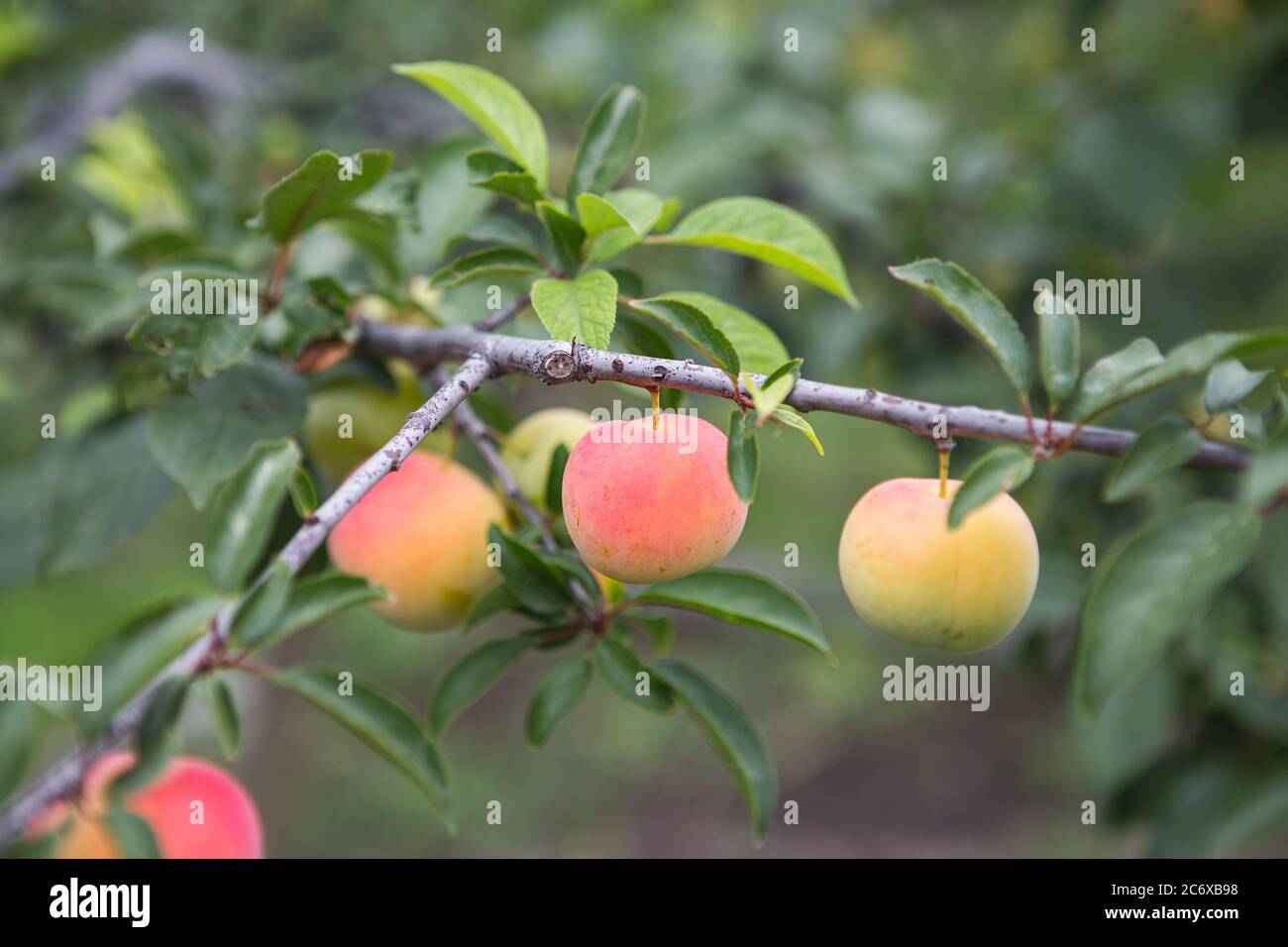 Ripening plums on a tree in the garden on the farm. Organic farming ...
