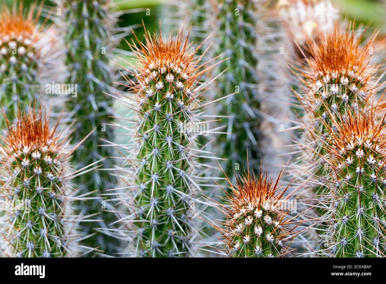 Cluster cactus hi-res stock photography and images - Alamy