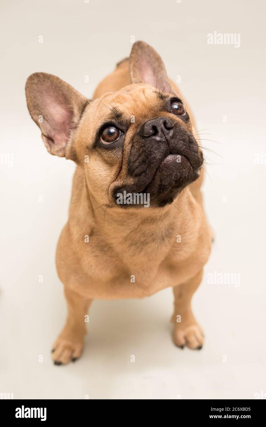 French Bulldog Beige