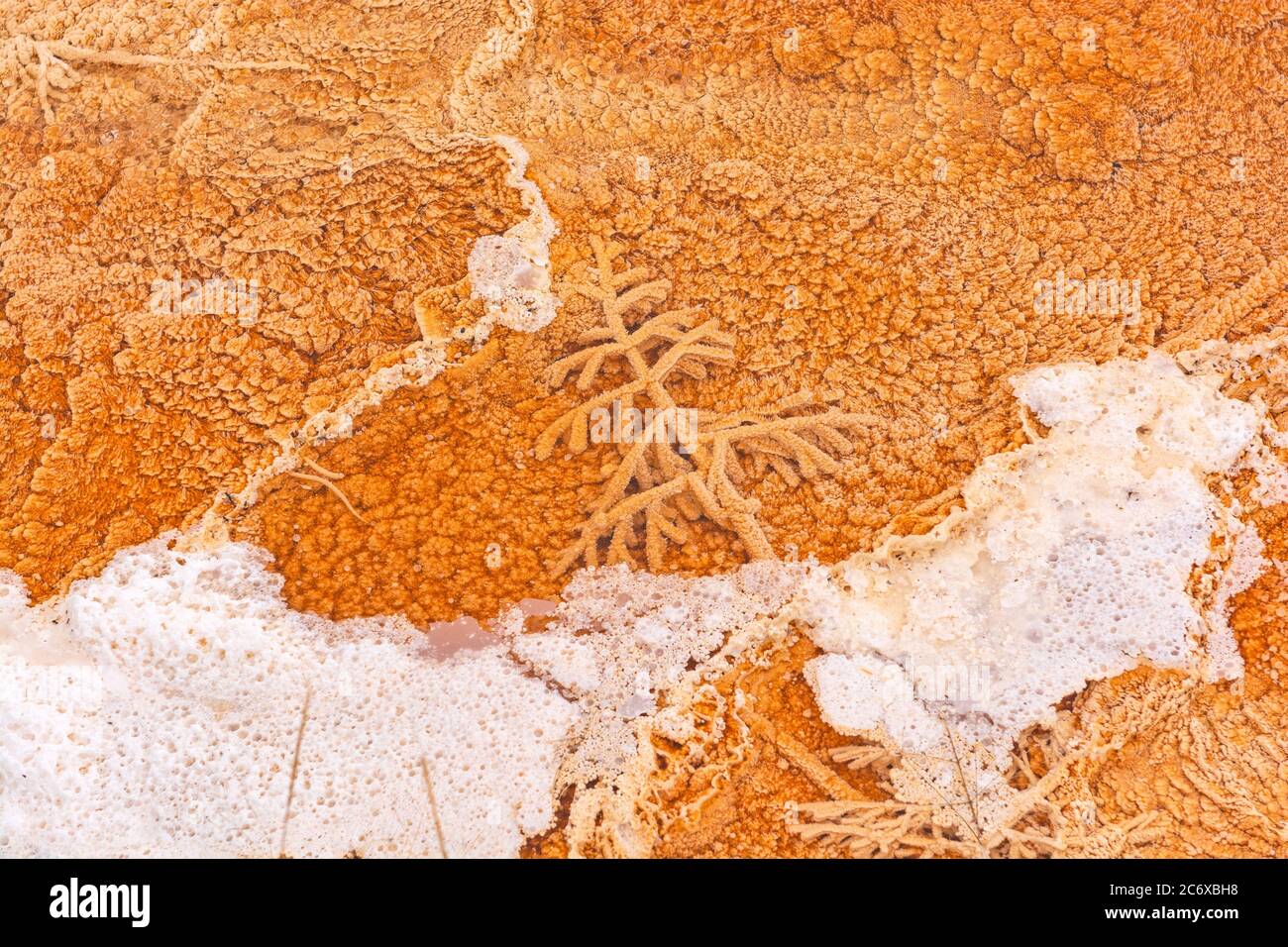 Mineralized tree hi-res stock photography and images - Alamy