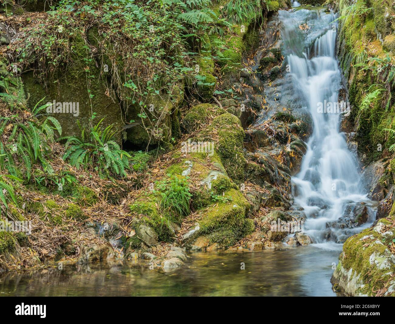 Summer stream and plants scenic hi-res stock photography and images - Alamy