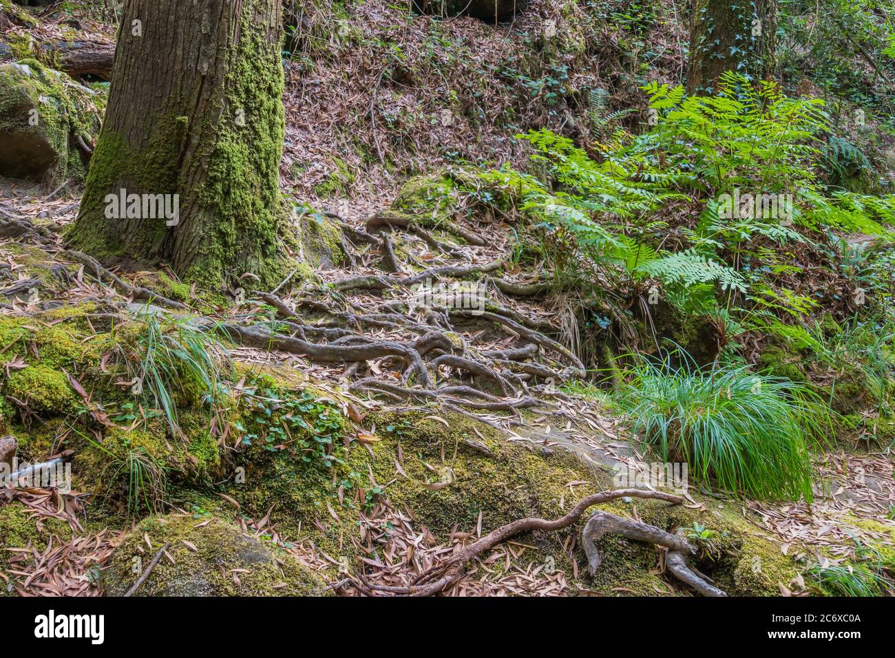 tree trunk with some roots on the surface Stock Photo - Alamy