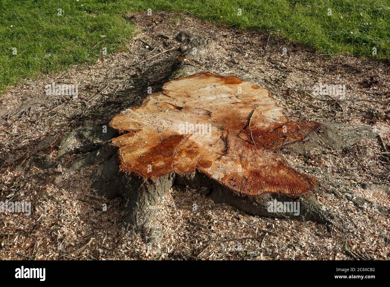 Tree stump after cut hi-res stock photography and images - Alamy