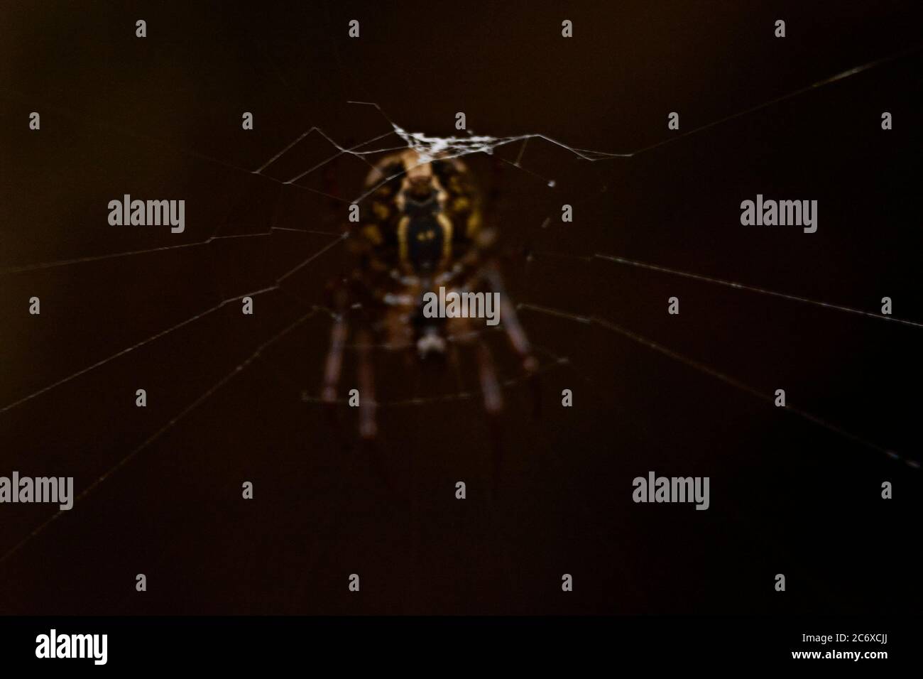 Mountain spiders hi-res stock photography and images - Alamy
