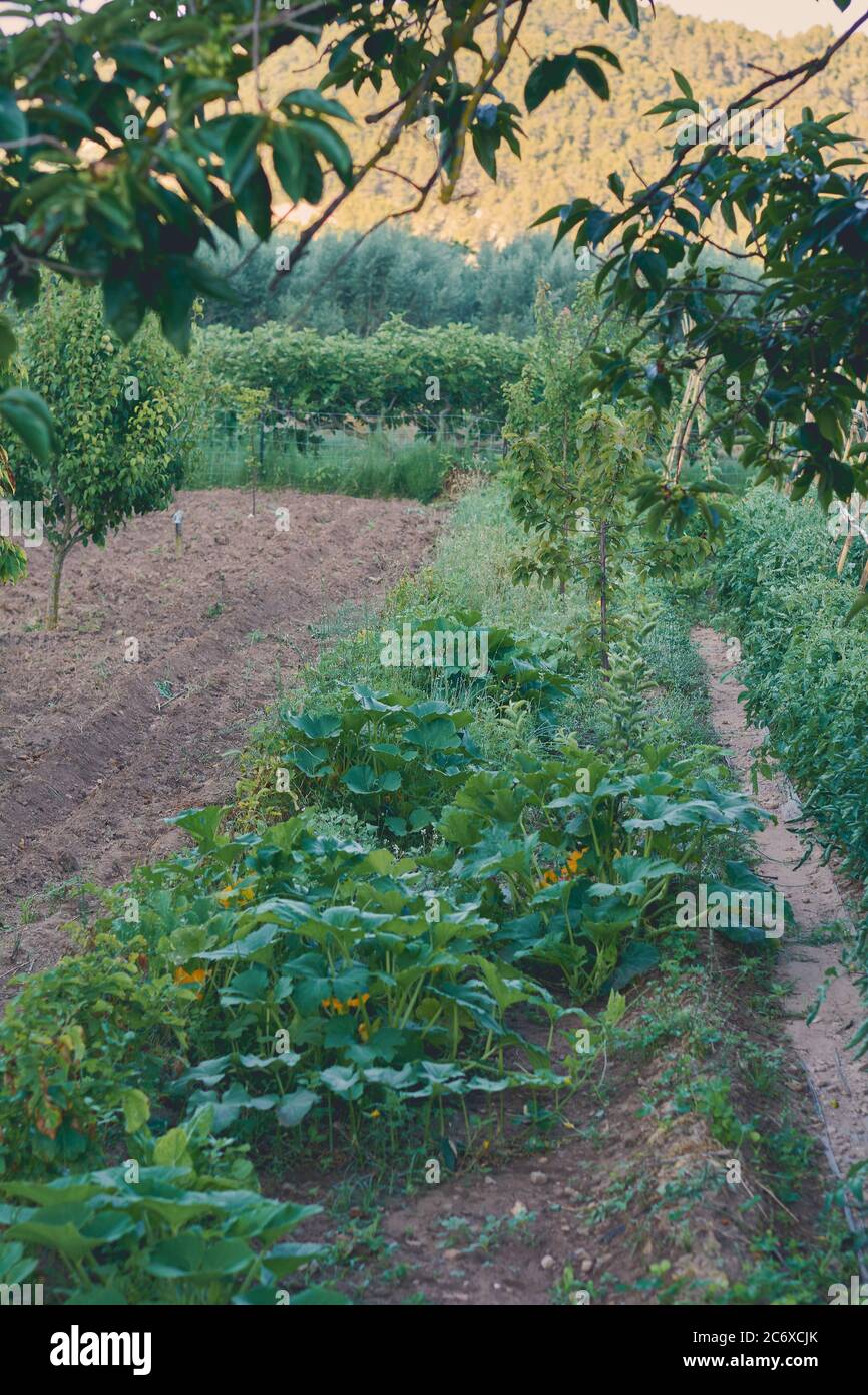 Summer day farmland, organic farming, green, sunny Stock Photo - Alamy