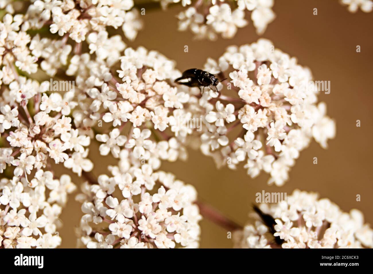 Insects eating pollen on white flowers, macro photography, details ...