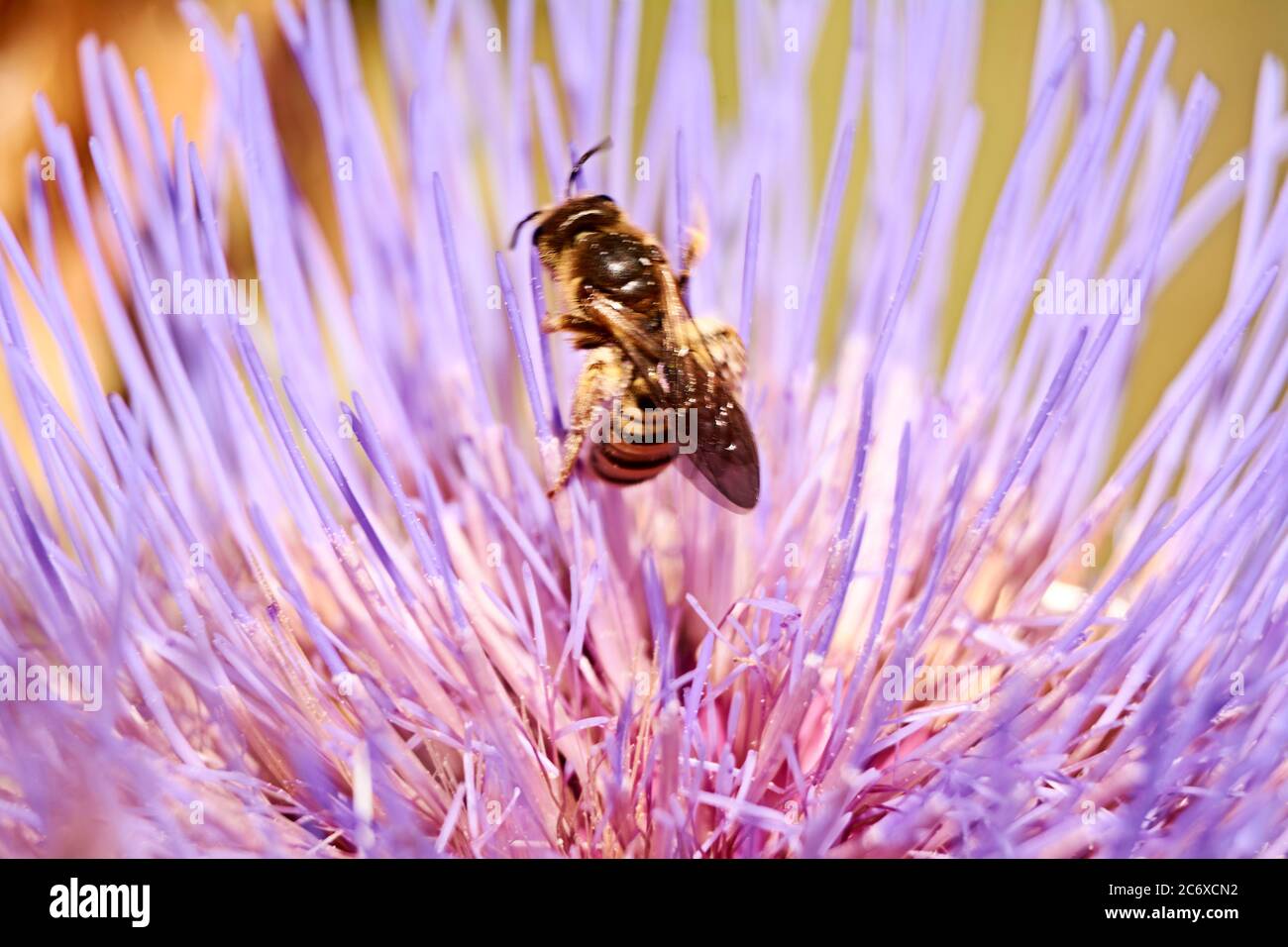 Wasp on pink flower eating pollen, macro photography, details ...