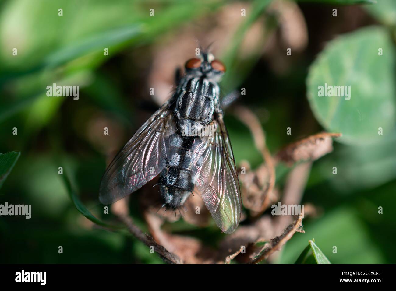 Warble fly hi-res stock photography and images - Alamy