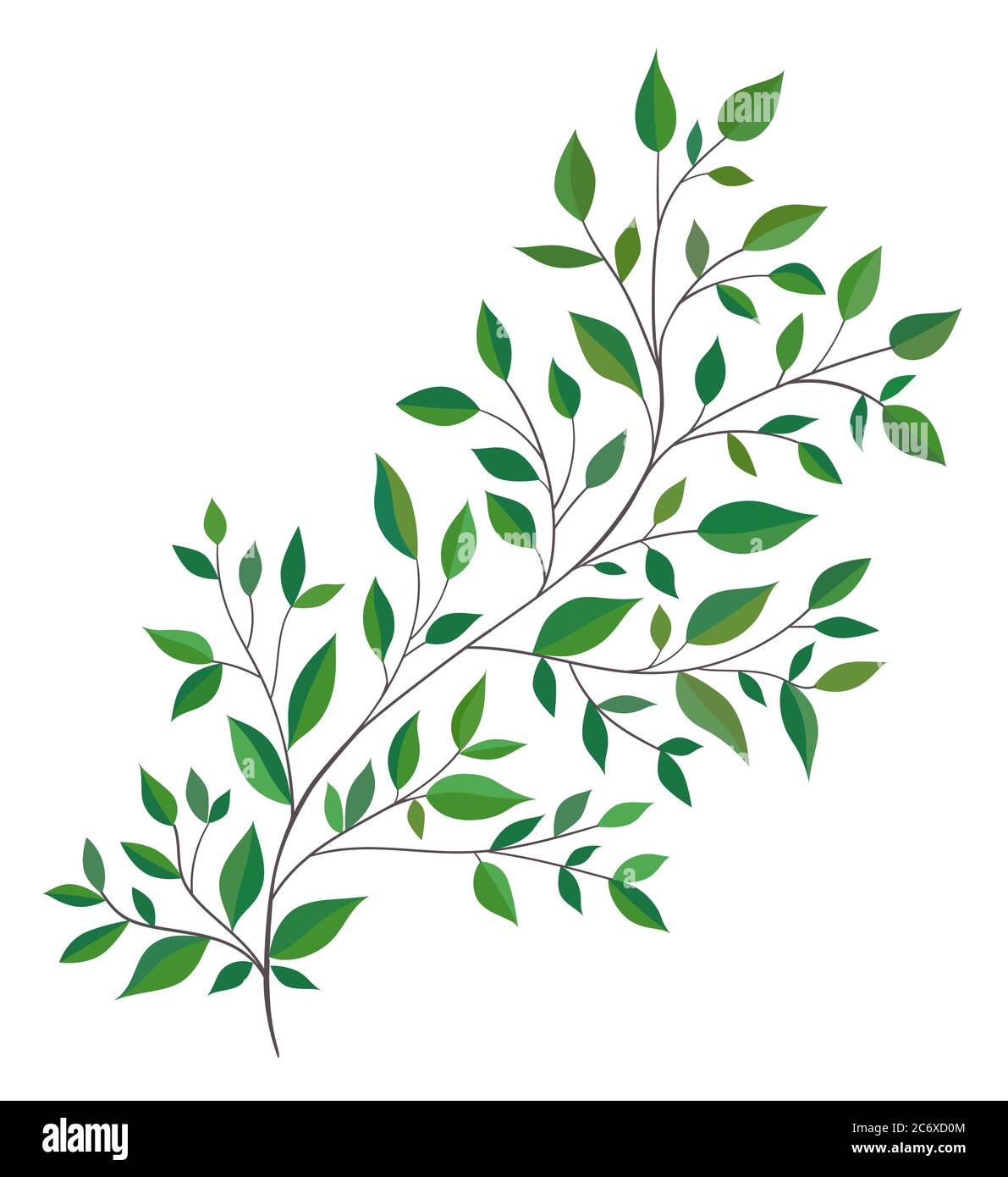 Beautiful twig with green leaves. Hand drawn vector illustration Stock ...