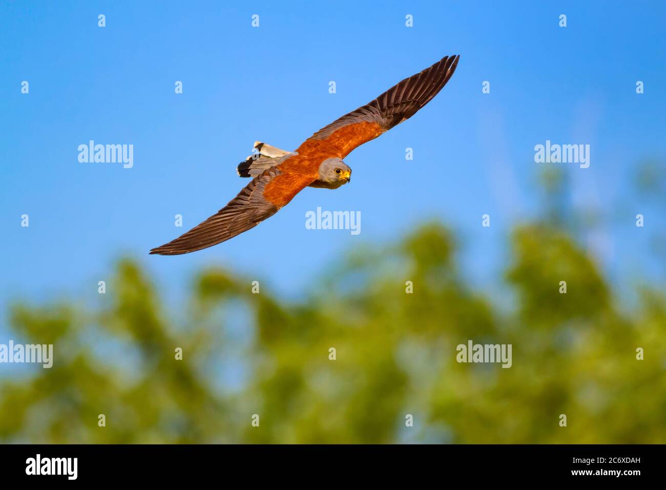 Flying falcon with its hunt. Bird: Lesser Kestrel. Falco naumanni ...