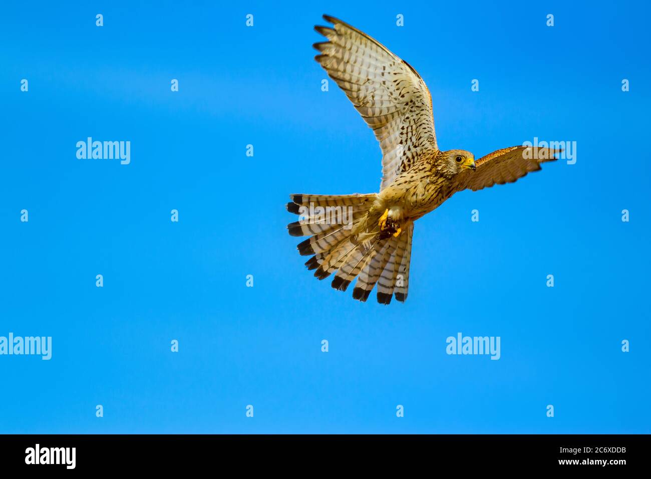 Flying falcon with its hunt. Bird: Lesser Kestrel. Falco naumanni ...