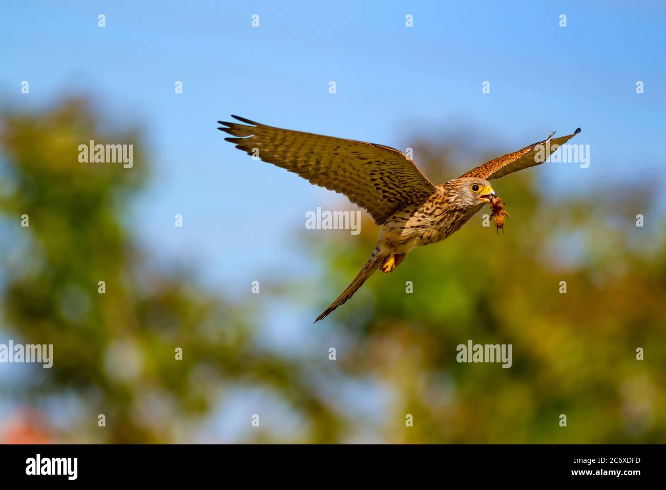 Flying falcon with its hunt. Bird: Lesser Kestrel. Falco naumanni ...