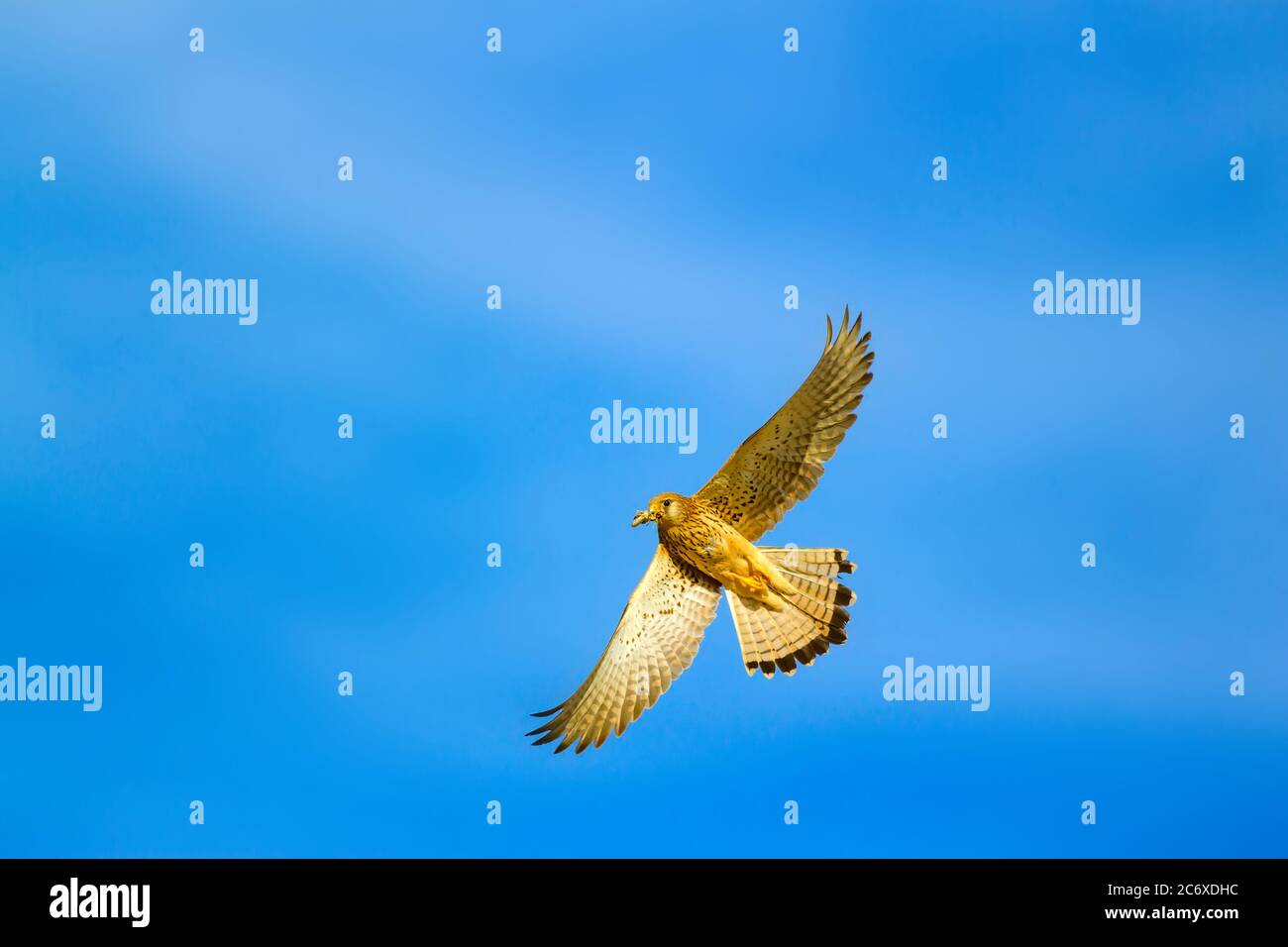 Flying falcon with its hunt. Bird: Lesser Kestrel. Falco naumanni ...