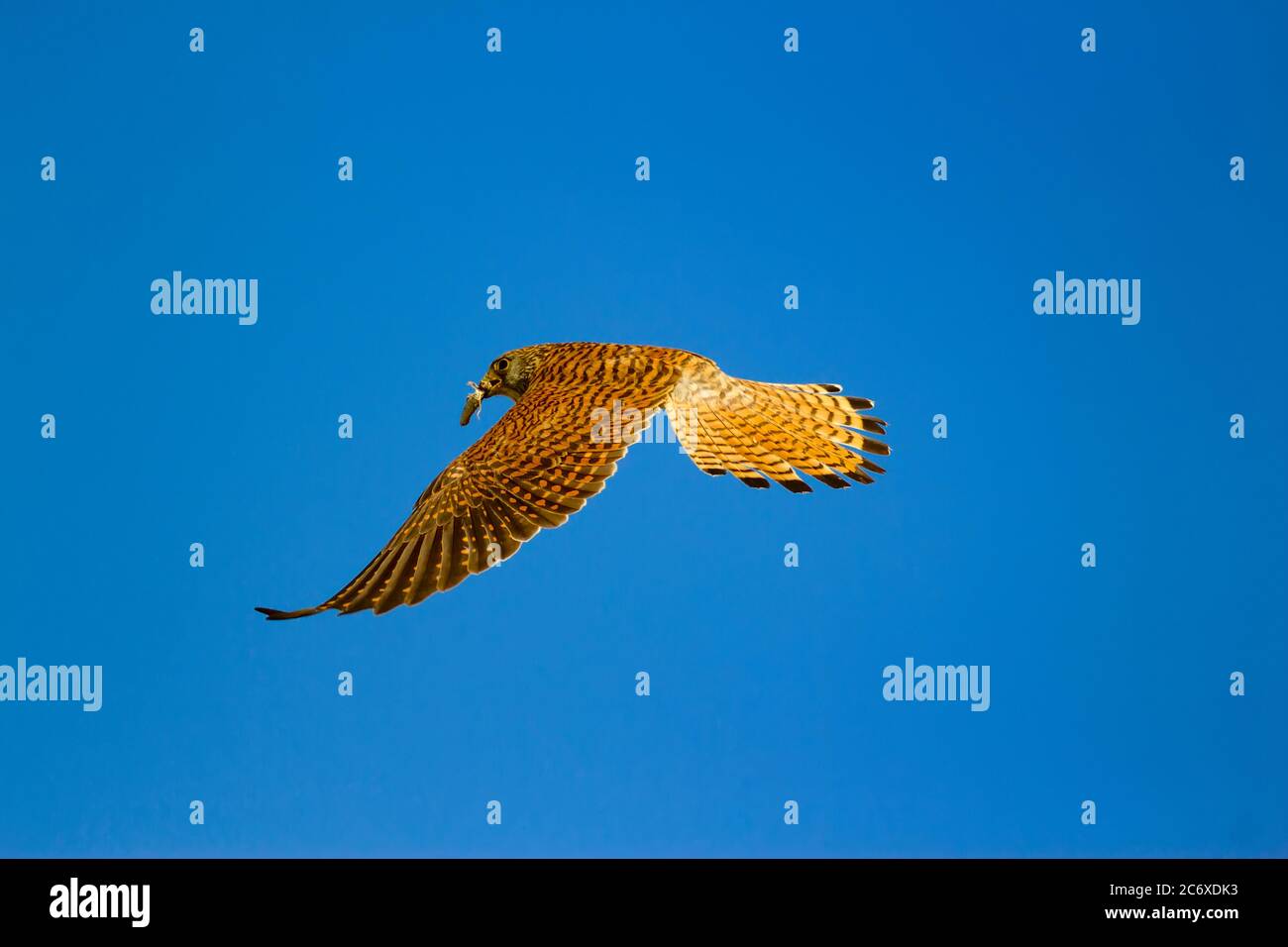 Flying falcon with its hunt. Bird: Lesser Kestrel. Falco naumanni ...