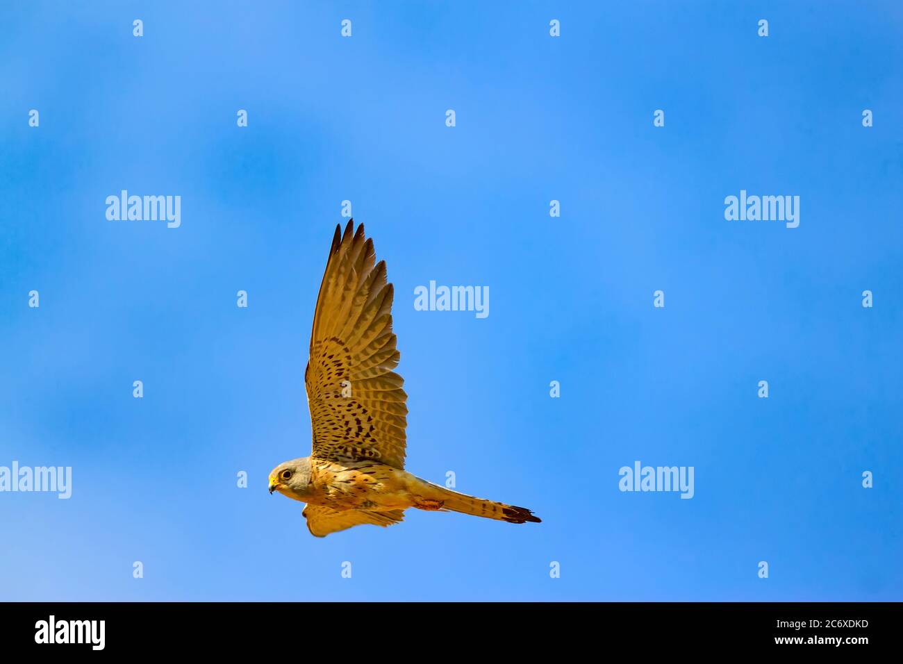 Flying falcon with its hunt. Bird: Lesser Kestrel. Falco naumanni ...
