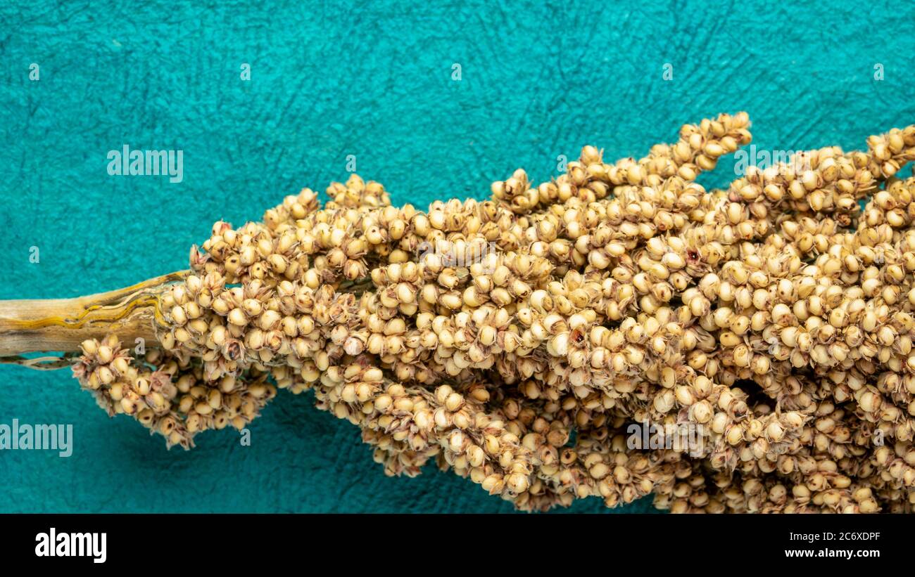 cluster of white sorghum seeds against textured bark paper, gluten free ...
