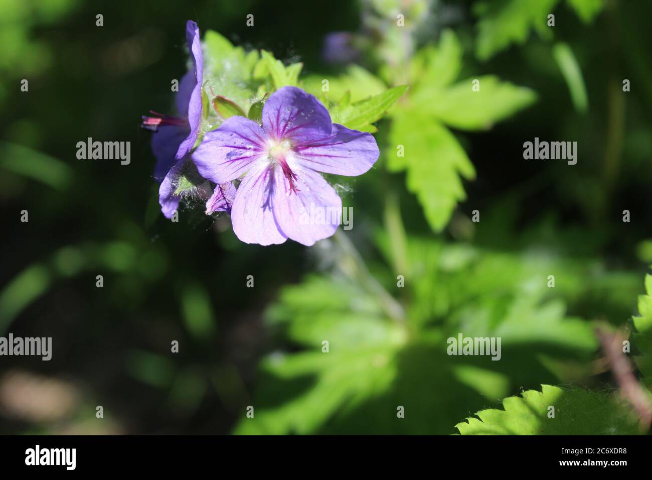 Close up of a woolly geranium bloom in bright sun at Denali State Park ...