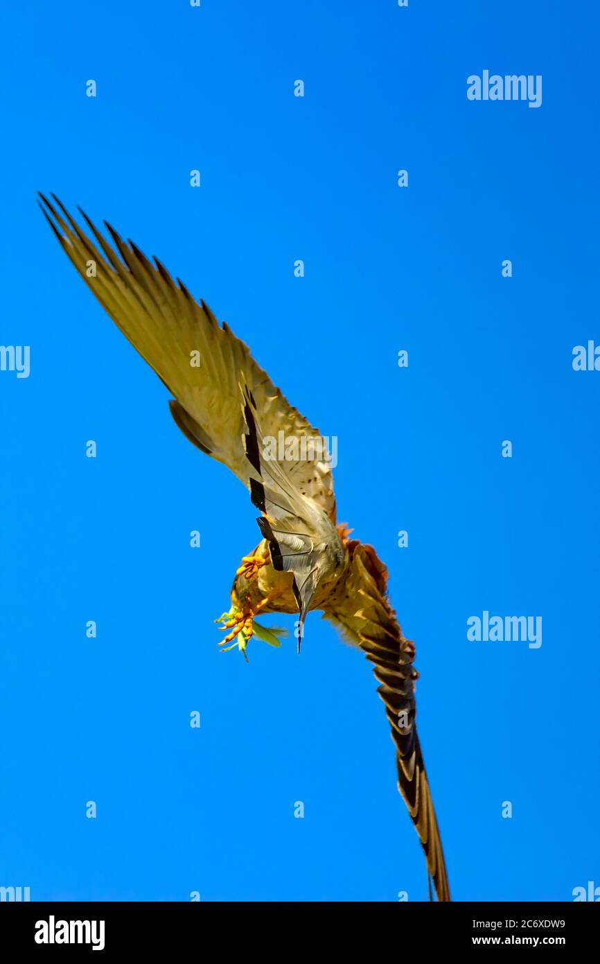 Flying falcon with its hunt. Bird: Lesser Kestrel. Falco naumanni ...
