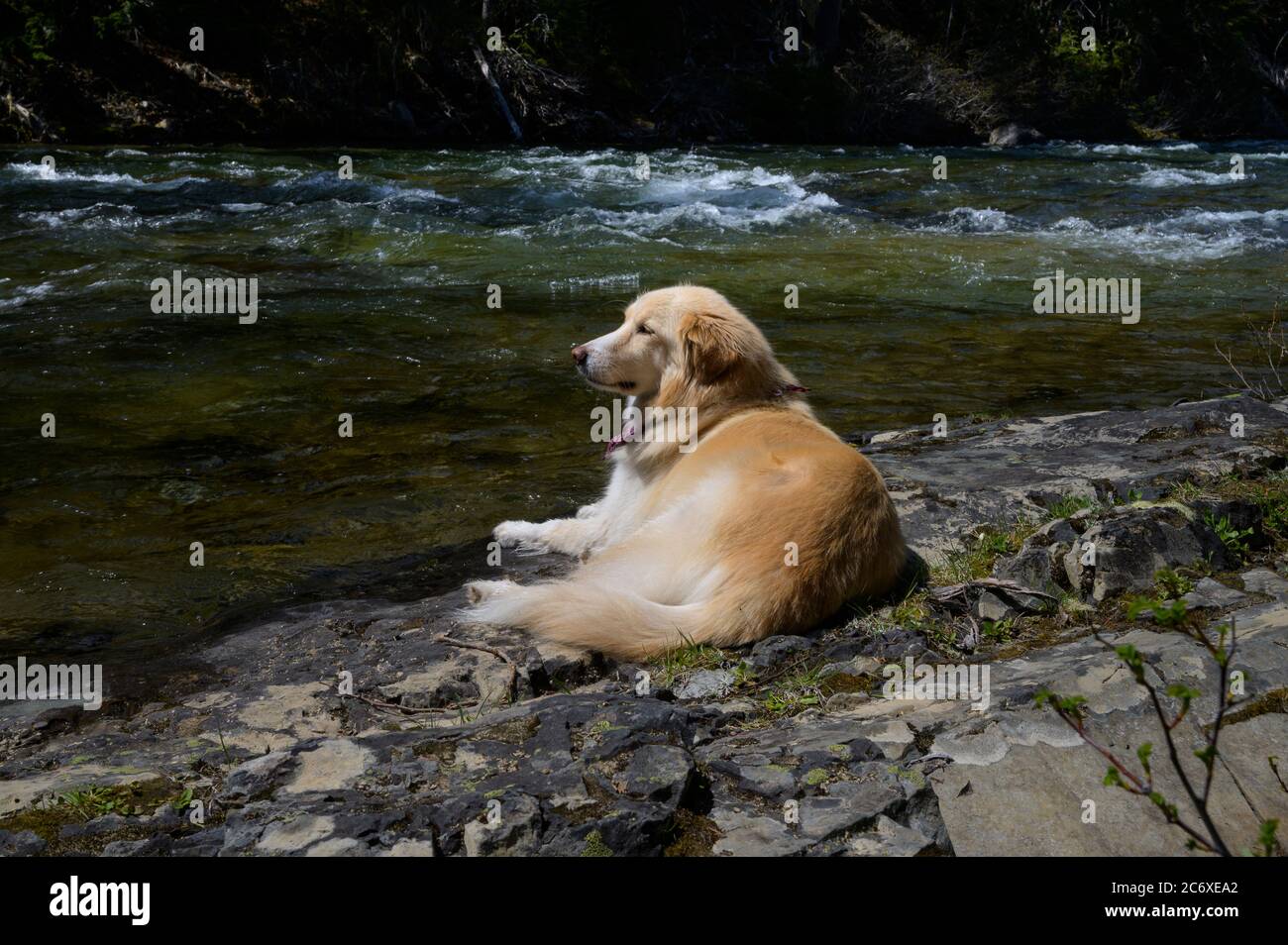 Cute Dog Laying In The Sun Next To A River Stock Photo - Alamy