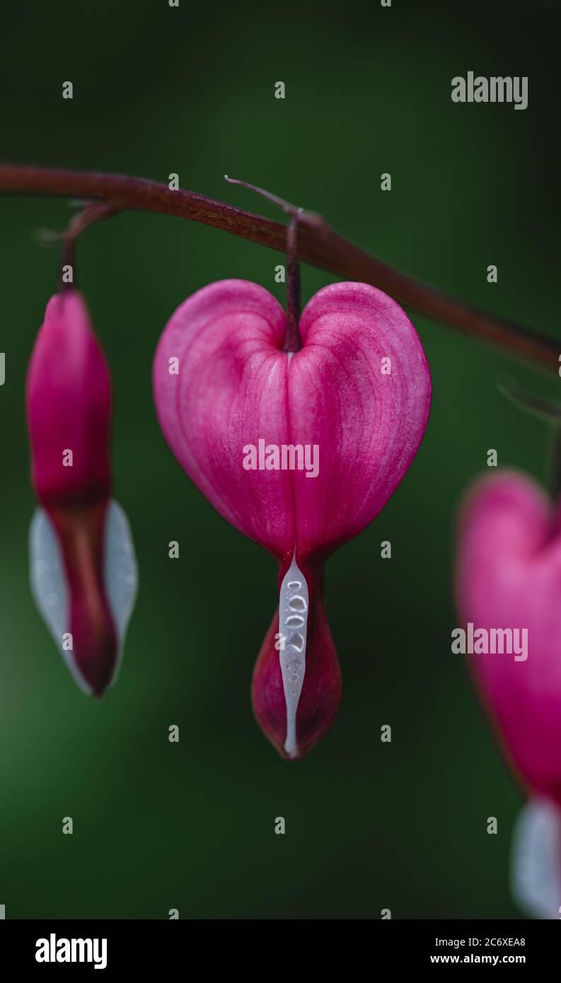 Close up of pink and white bleeding heart flowers in bloom Stock Photo ...