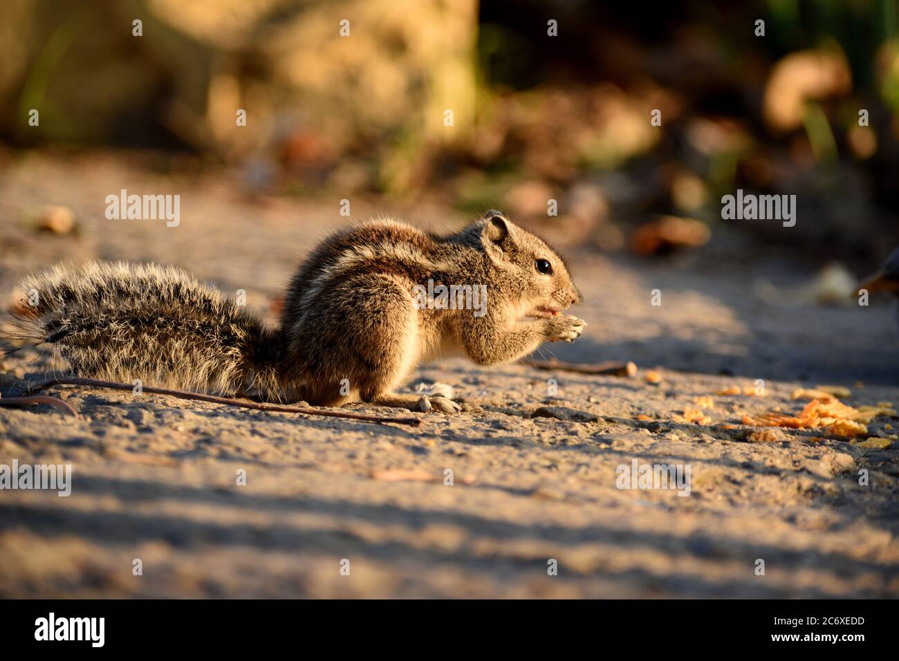 Indian squirrel eating snacks Stock Photo - Alamy