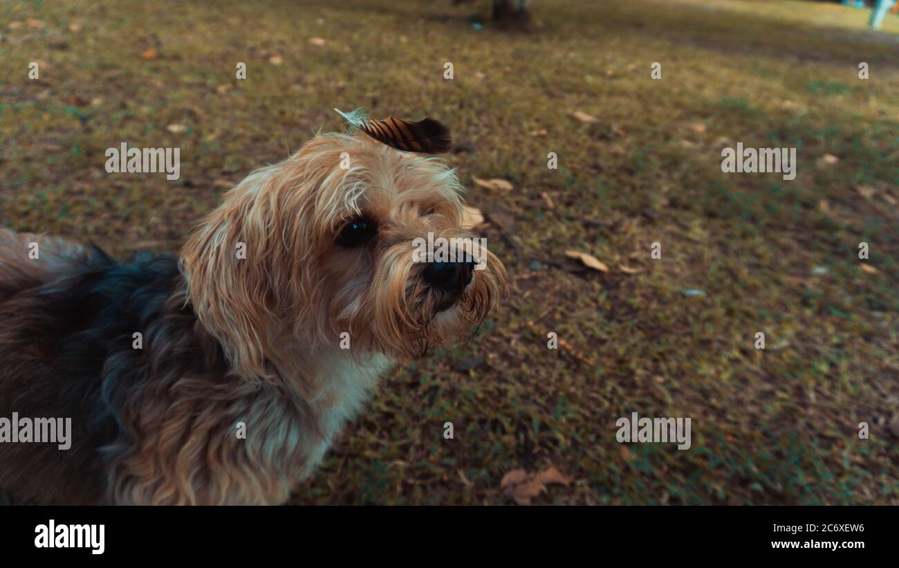 Feather over the eyes hi-res stock photography and images - Alamy
