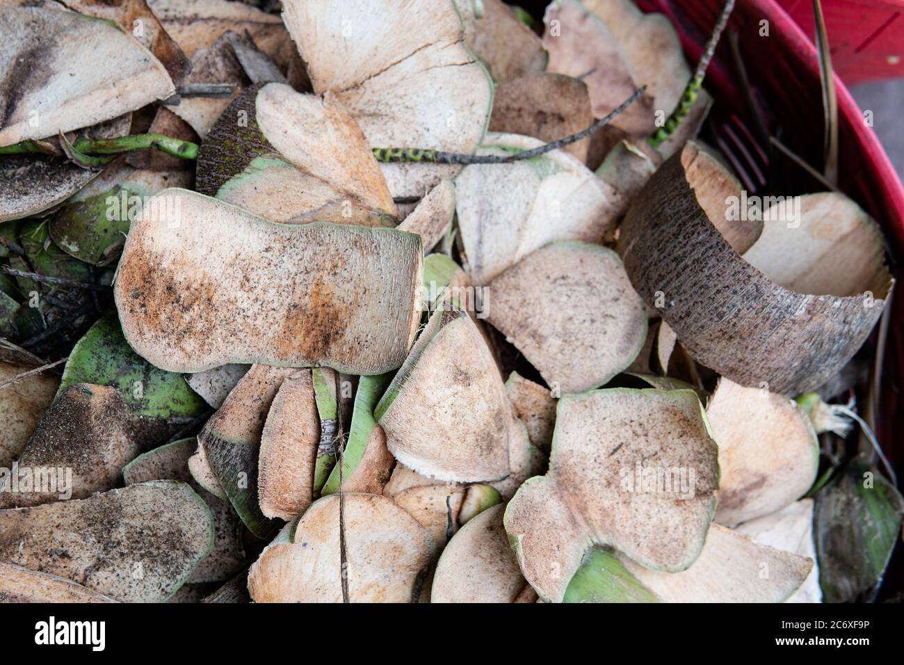 sale of coconuts in the fruit markets of Asia. Benefits of Coconut Milk ...