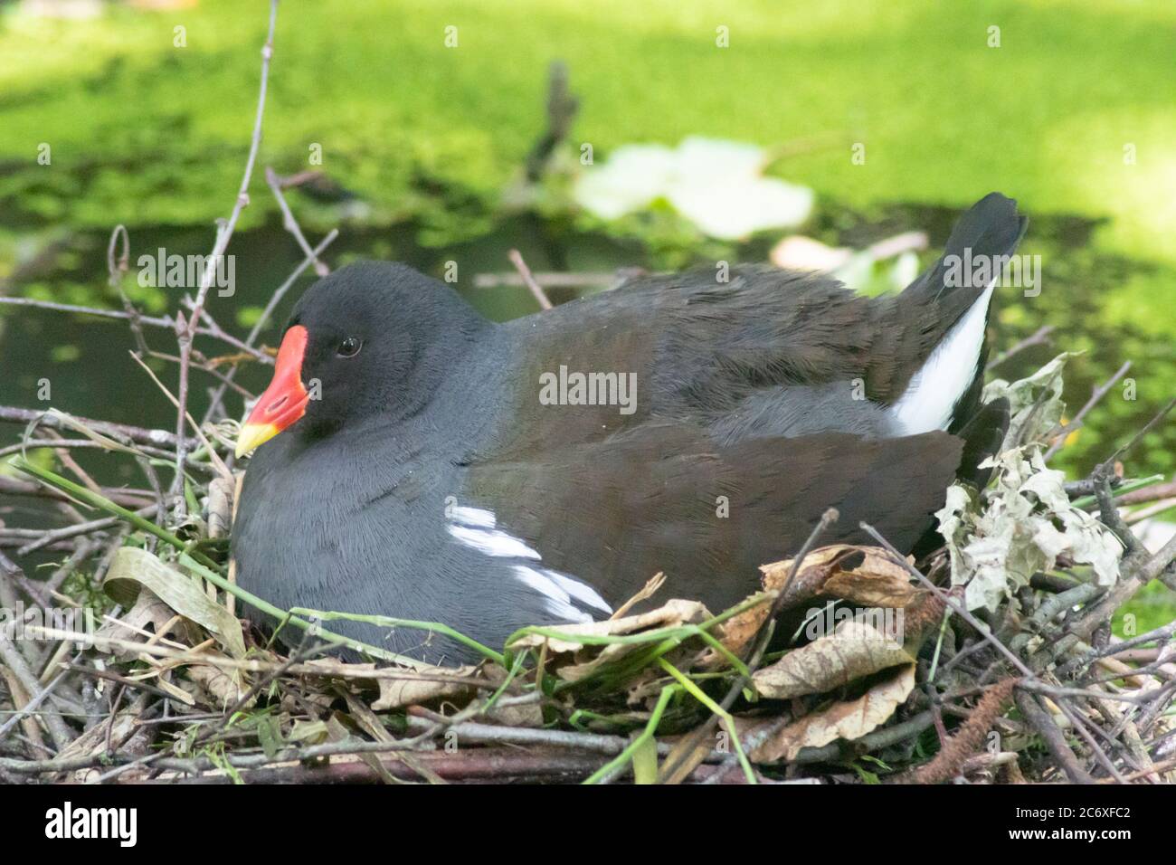 Hen on nest hi-res stock photography and images - Alamy