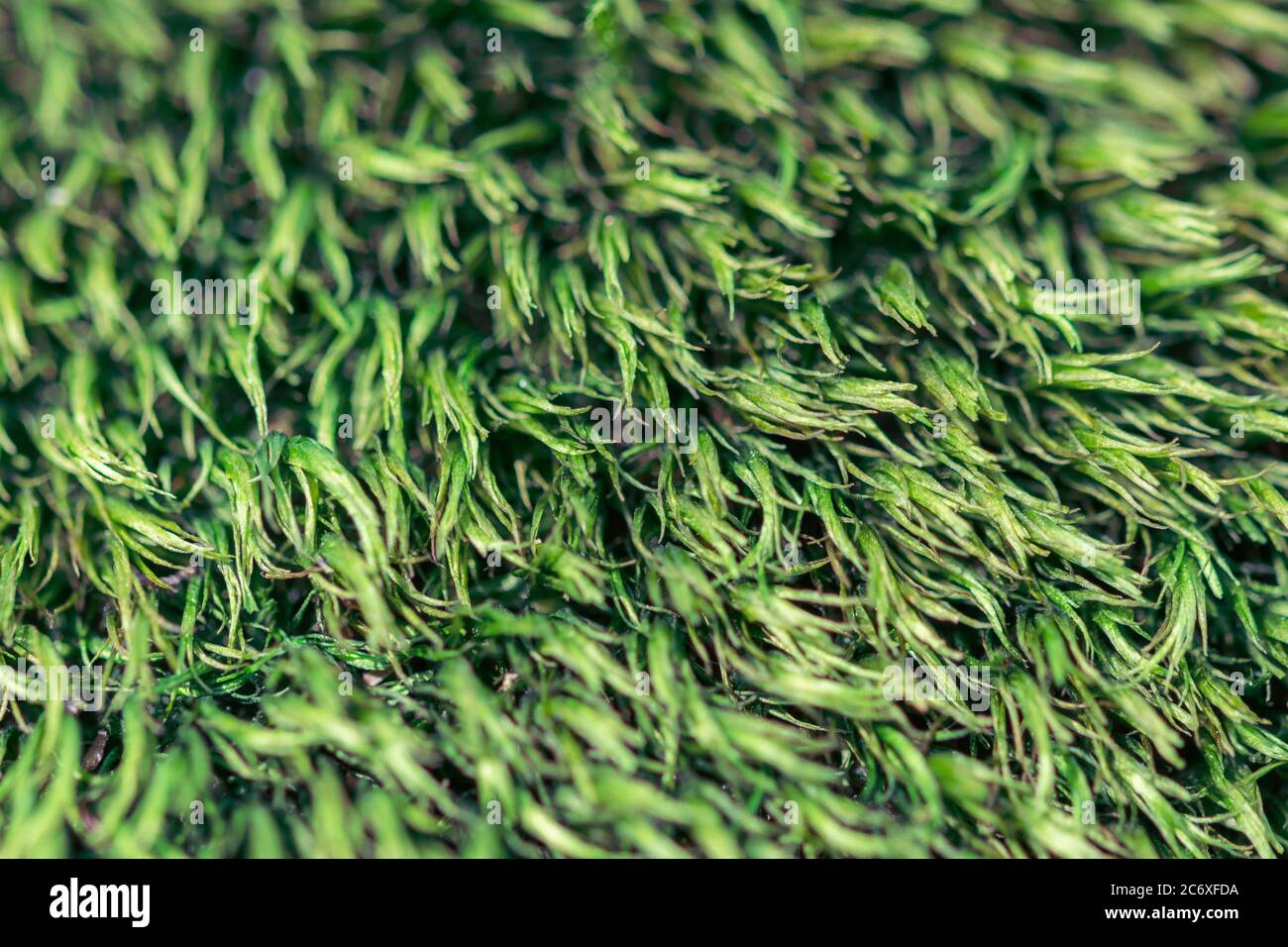 Macro of the green fresh moss Stock Photo - Alamy