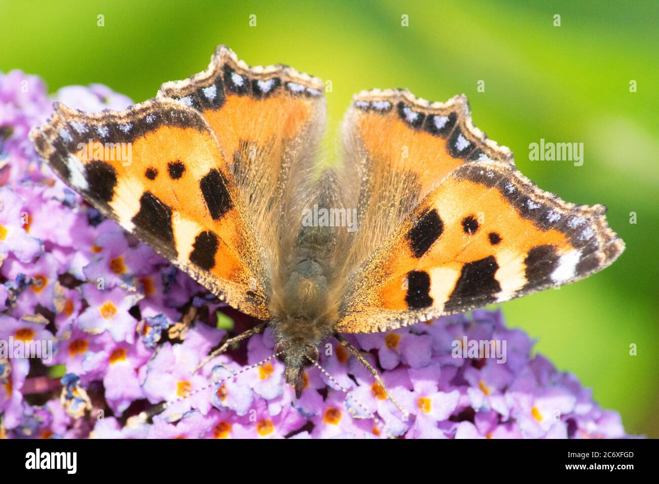 Small tortoiseshell butterfly or Aglais urticae, England UK Stock Photo ...