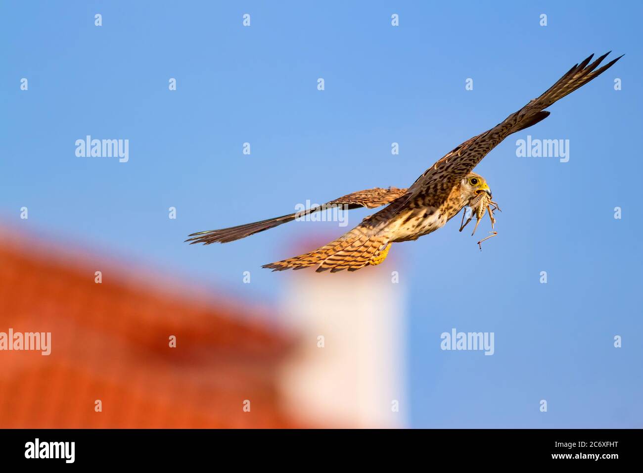 Flying falcon with its hunt. Bird: Lesser Kestrel. Falco naumanni ...
