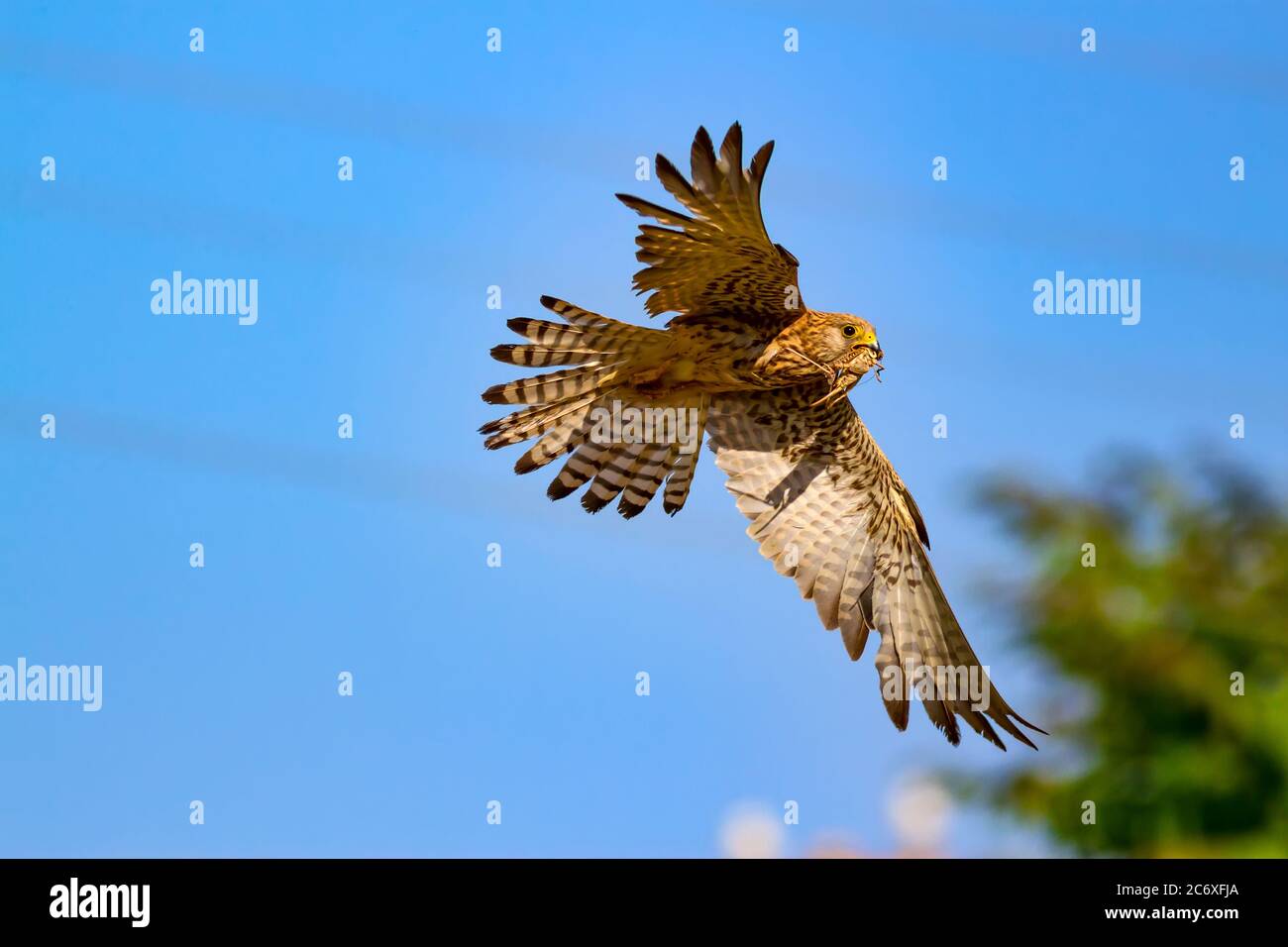 Flying falcon with its hunt. Bird: Lesser Kestrel. Falco naumanni ...