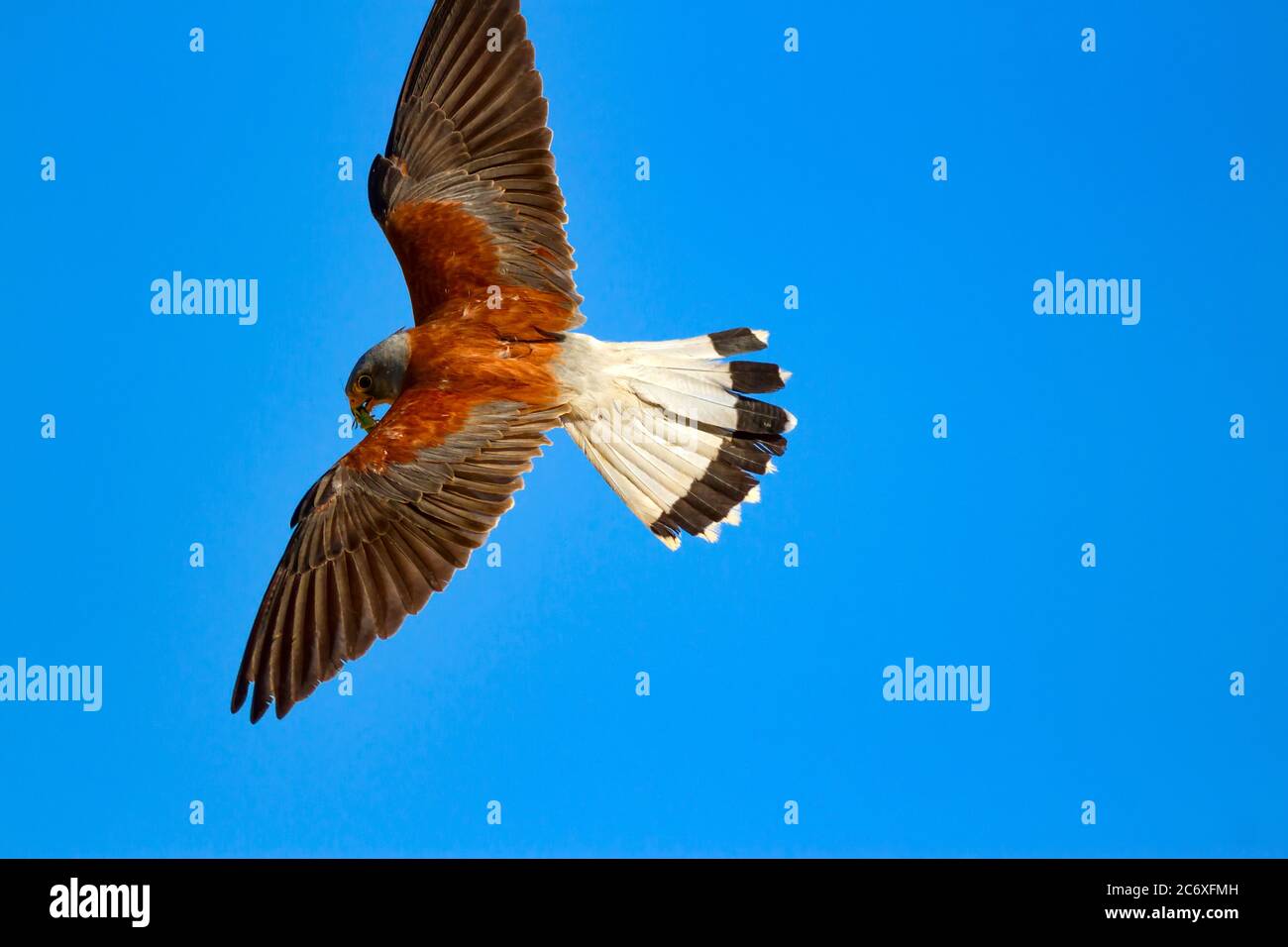 Flying falcon with its hunt. Bird: Lesser Kestrel. Falco naumanni ...
