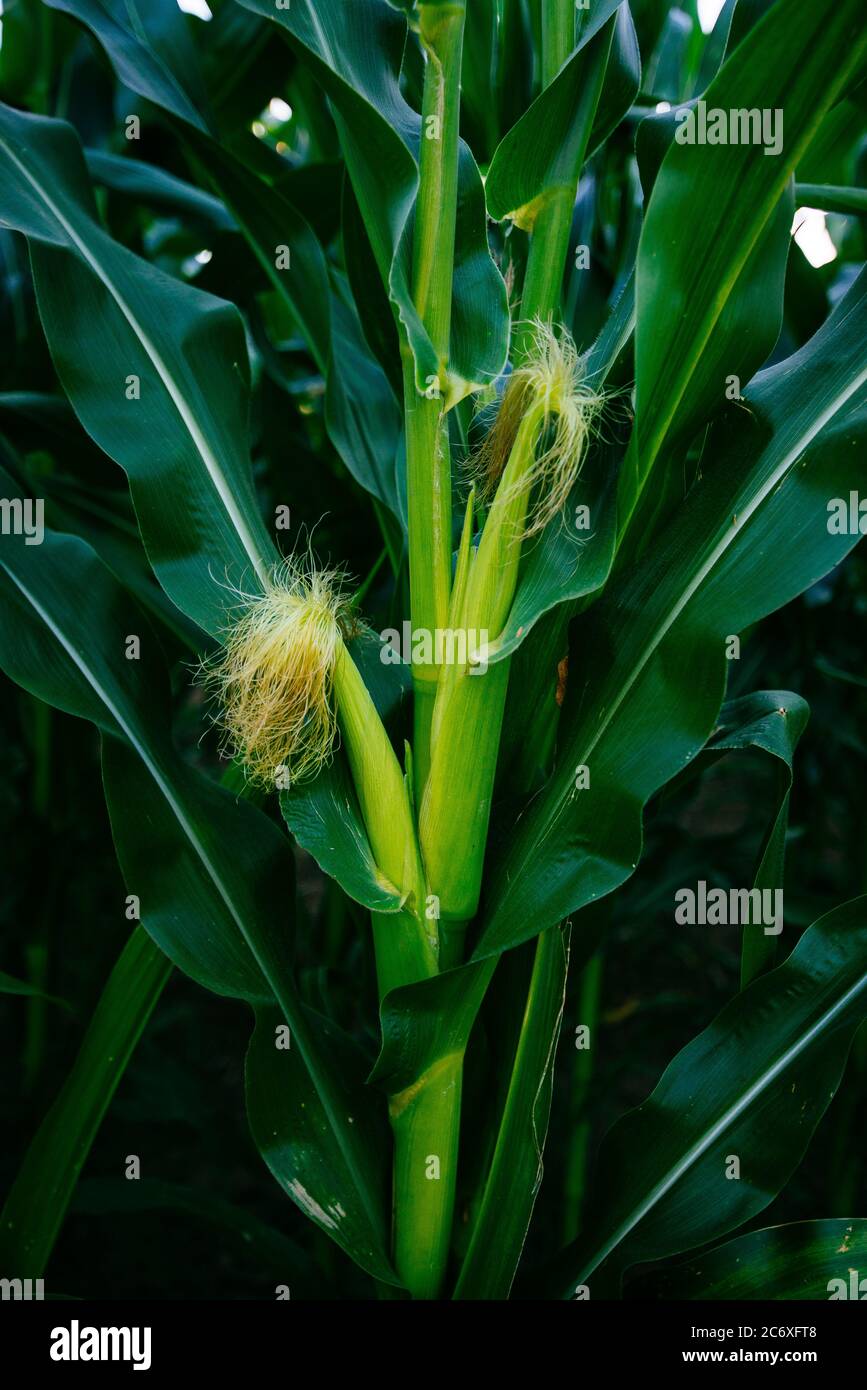 Field corn in serbia hi-res stock photography and images - Alamy