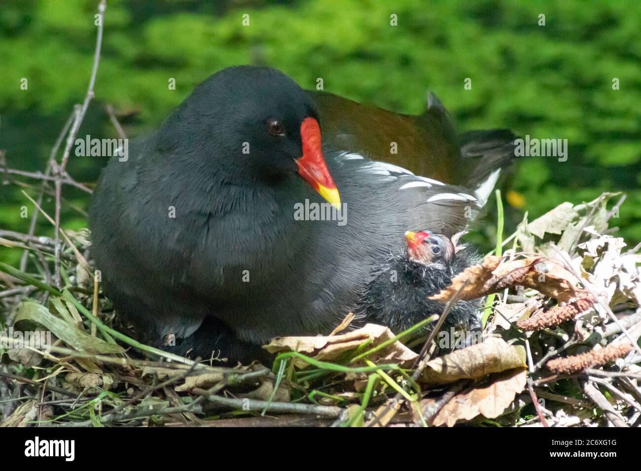 Moorhen on nest with recently hatched chick - also known as water hen ...
