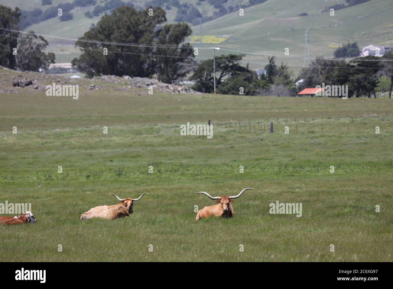 Real horns hi-res stock photography and images - Alamy