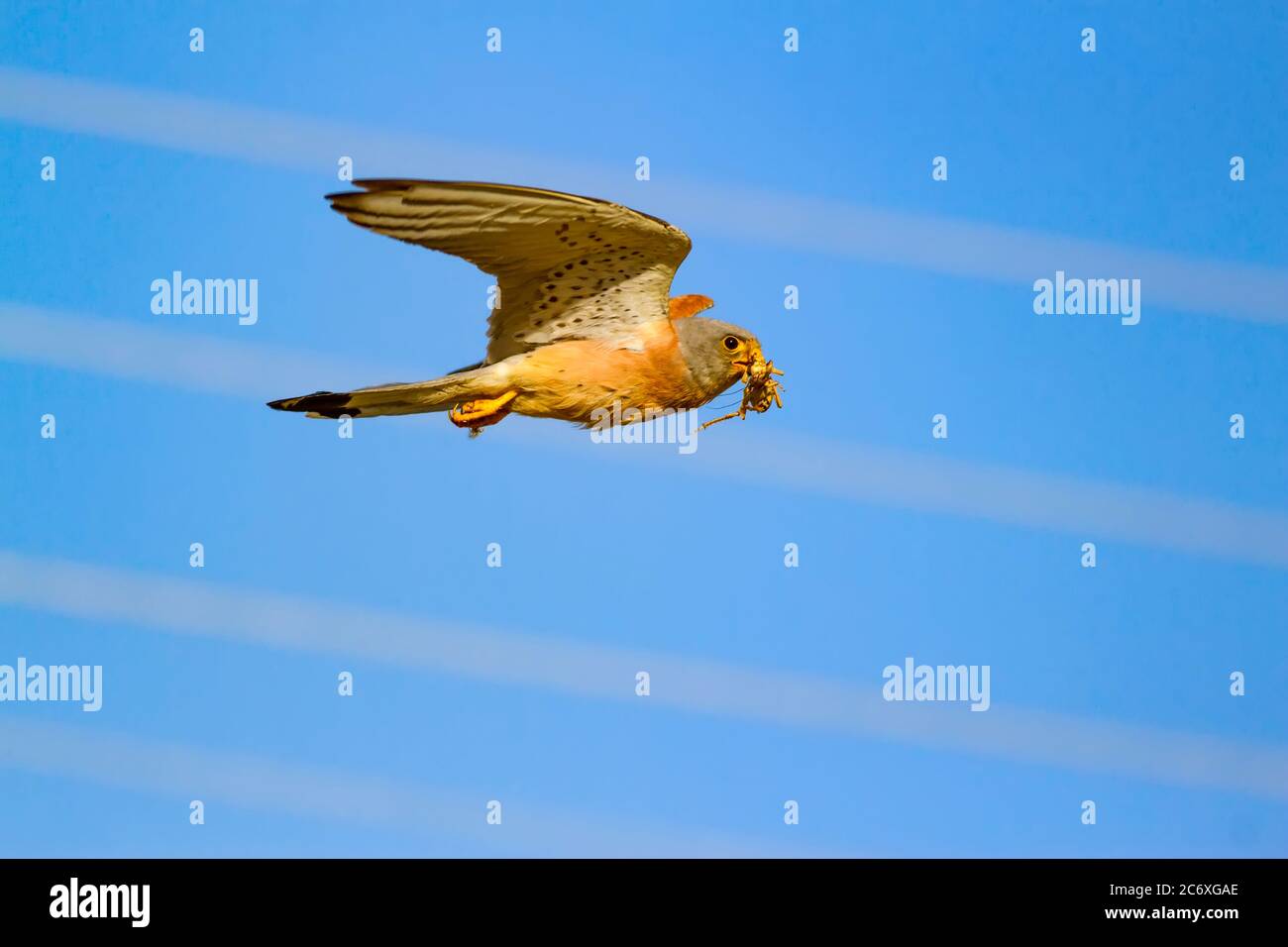 Flying falcon with its hunt. Bird: Lesser Kestrel. Falco naumanni ...