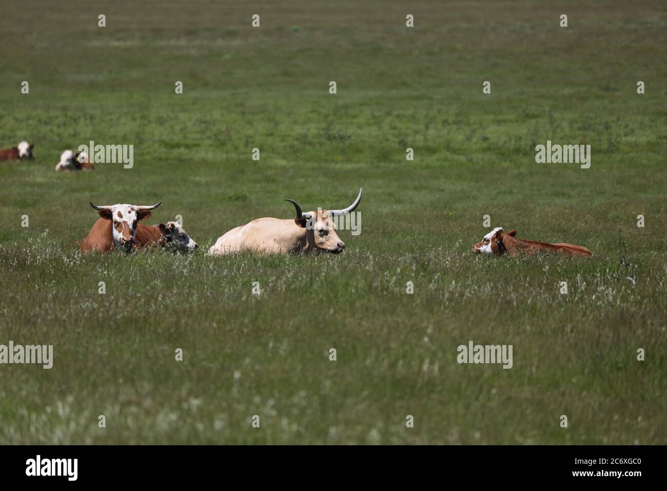 Long Horned cattle in a field resting Stock Photo - Alamy
