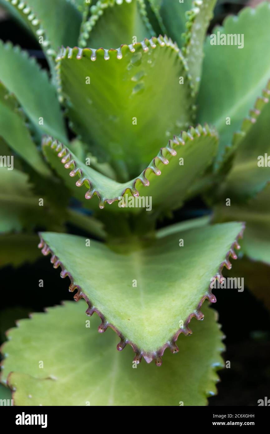 Unique ecosystems hi-res stock photography and images - Alamy