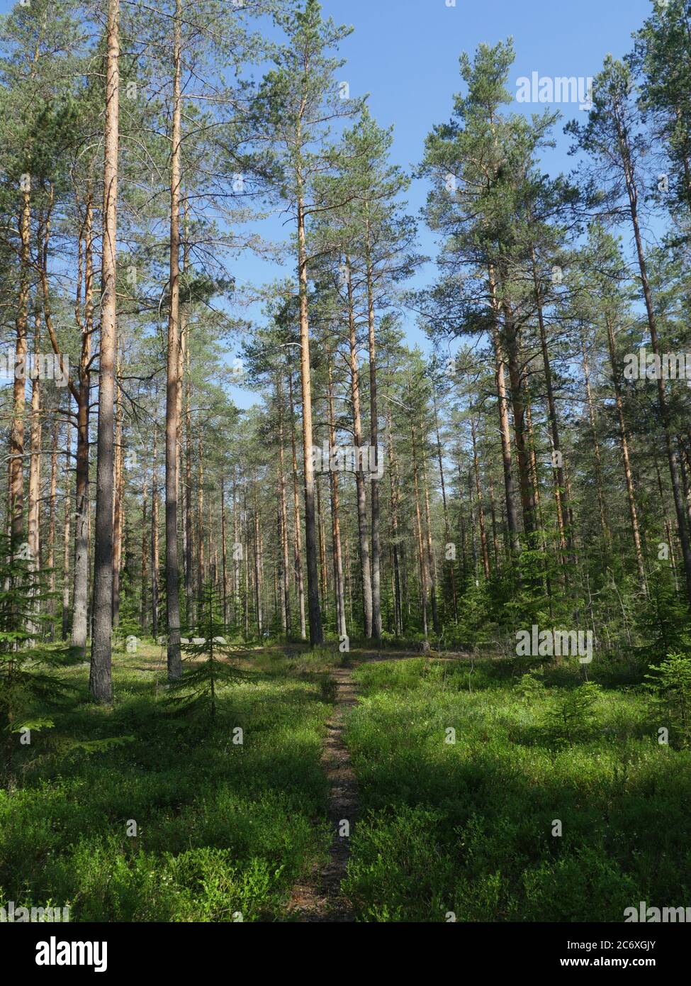 Forest pathway tall trees hi-res stock photography and images - Alamy
