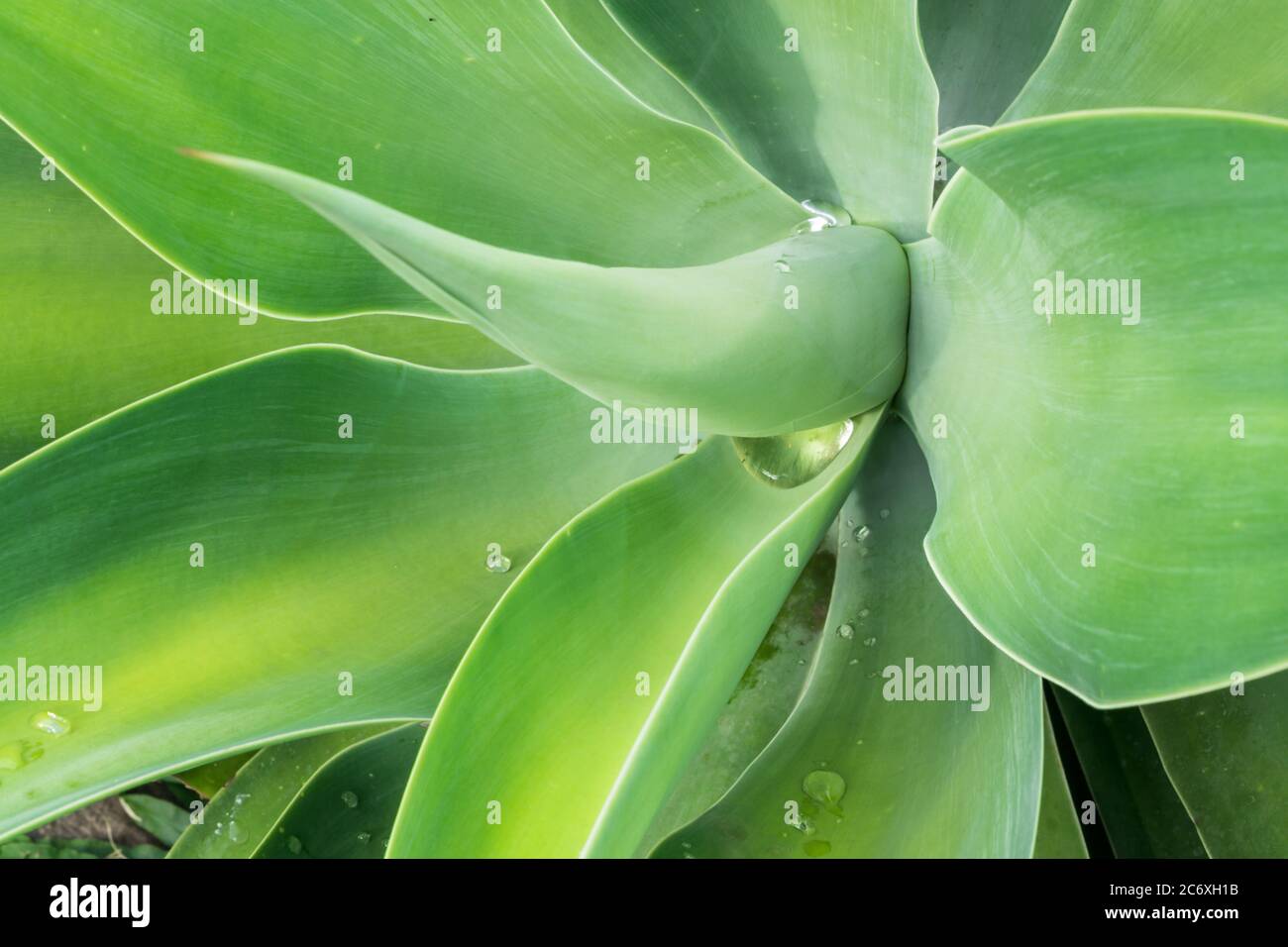 An almost abstract look by the patterns of these agave leaves Stock ...