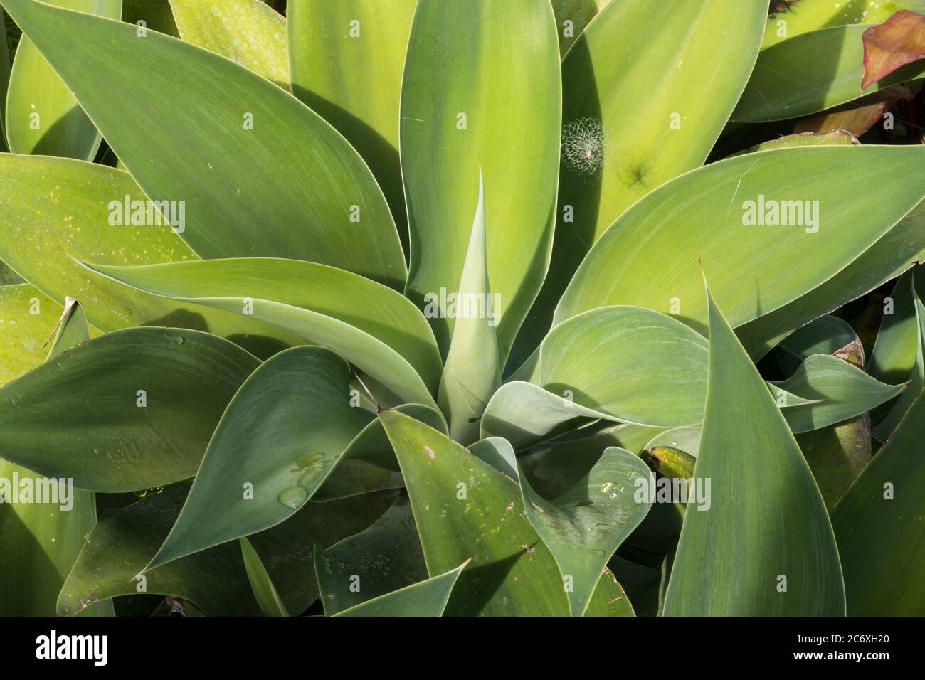 The agave plants have a simple but impressive design and color shading ...