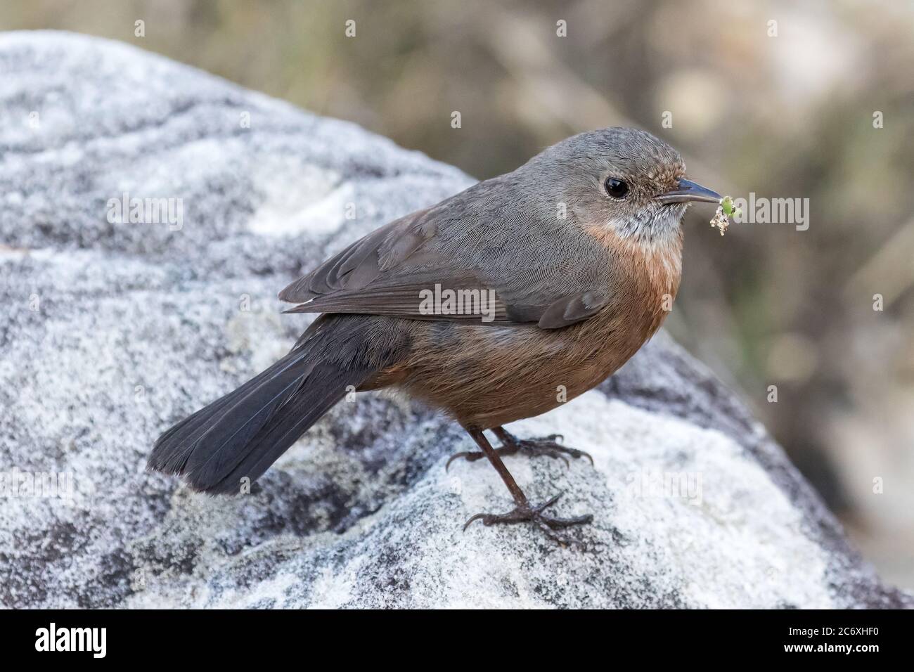 Rock Warbler with food in beak Stock Photo - Alamy