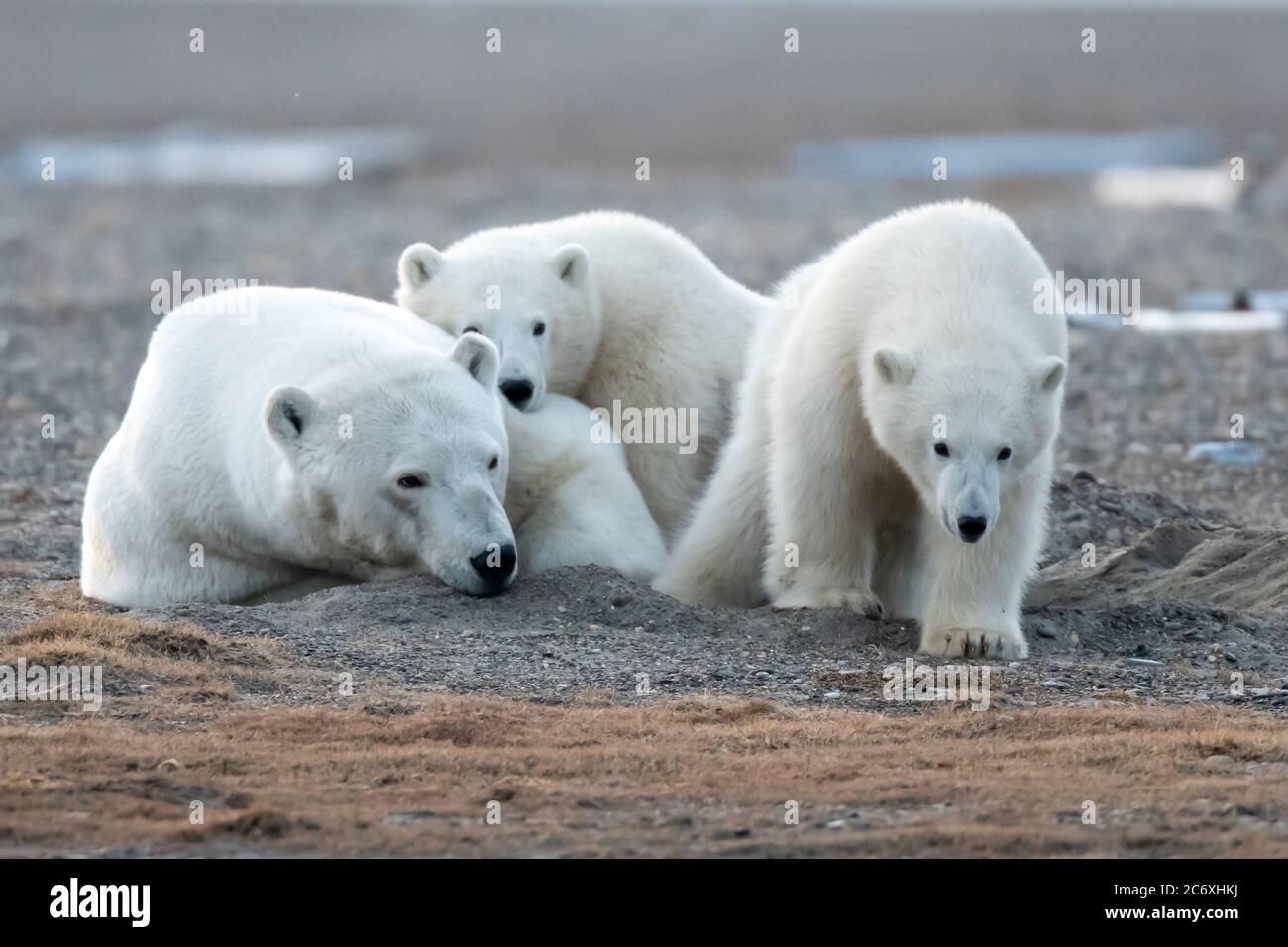 Polar bear mother & cubs (Ursus maritimus) in Kaktovik, Alaska Stock Photo - Alamy