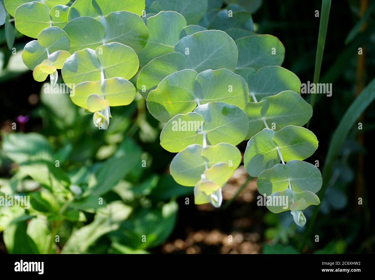 Gum plant hi-res stock photography and images - Alamy