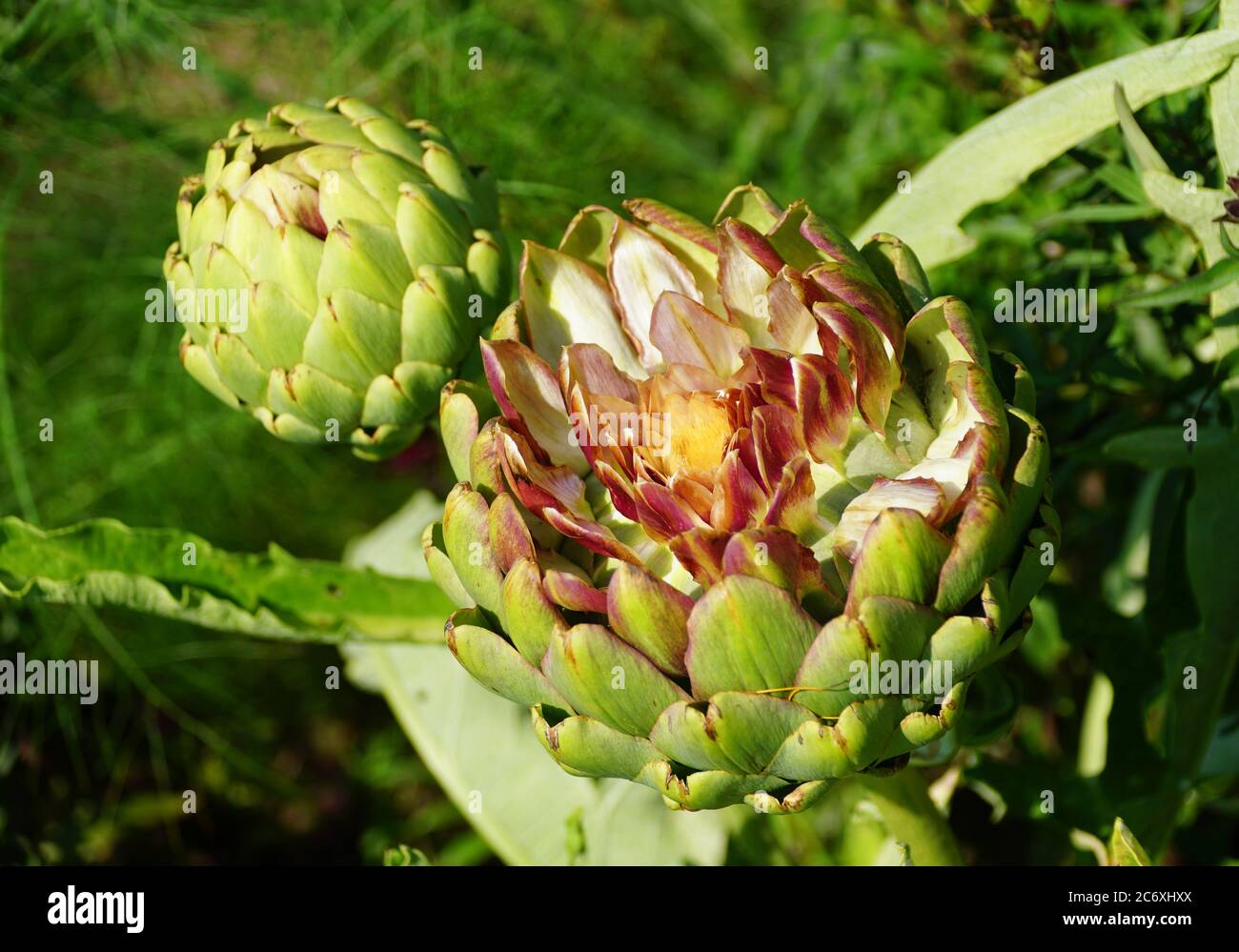 Colorado star hi-res stock photography and images - Alamy