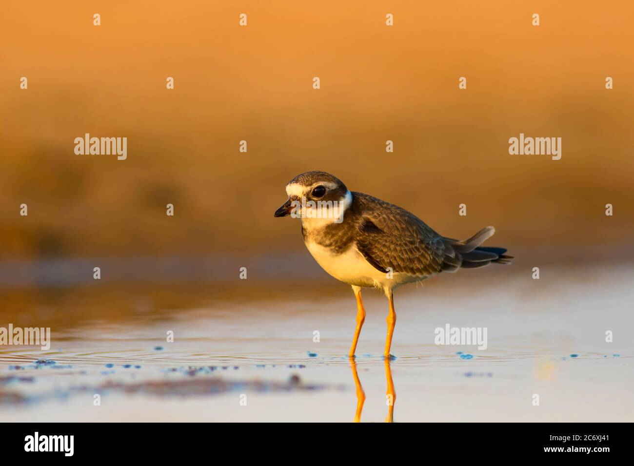 Cute little bird. Yellow sand background. Bird: Common Ringed Plover ...