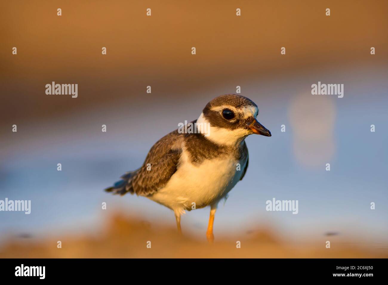 Cute little bird. Yellow sand background. Bird: Common Ringed Plover ...
