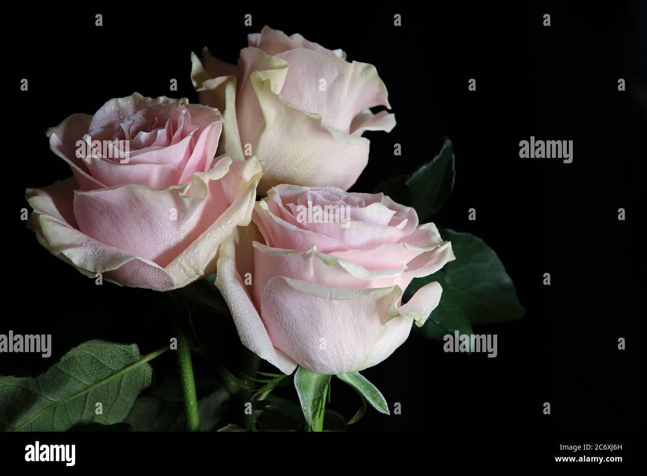 Pink And Green Roses Pictures at Lori Francois blog