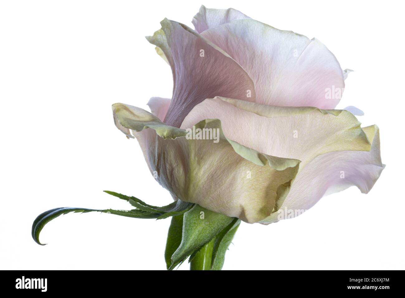 Pink and Green Roses Stock Photo - Alamy